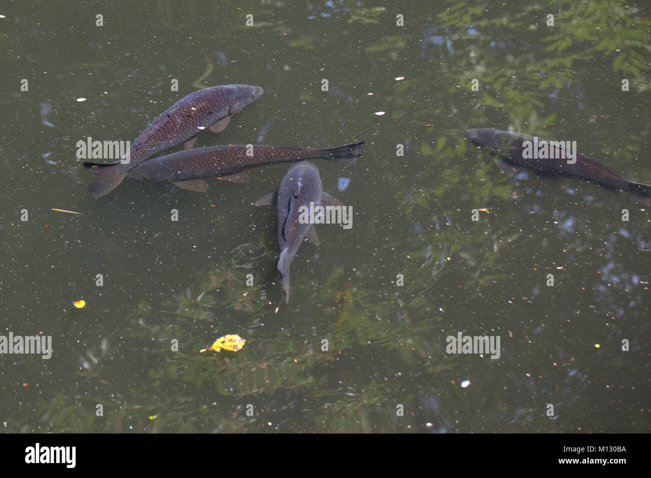 several fish in the water hunt for food Stock Photo - Alamy