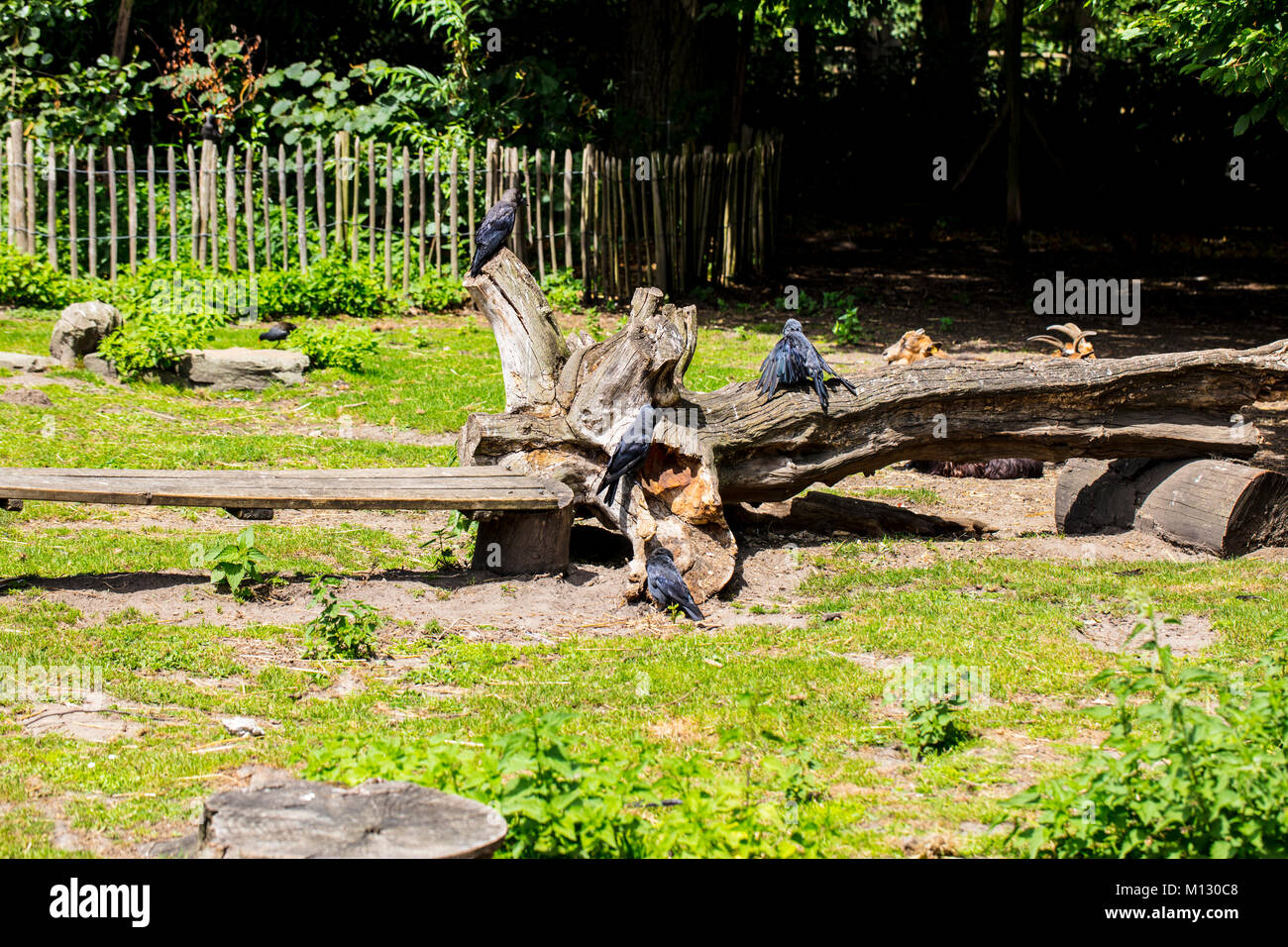 a flock of crows sitting on the wood and basking in the sun Stock Photo ...