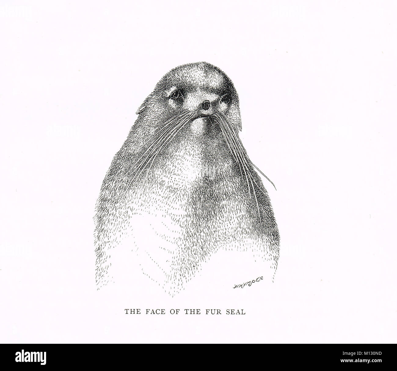 The face of the Fur Seal Stock Photo - Alamy