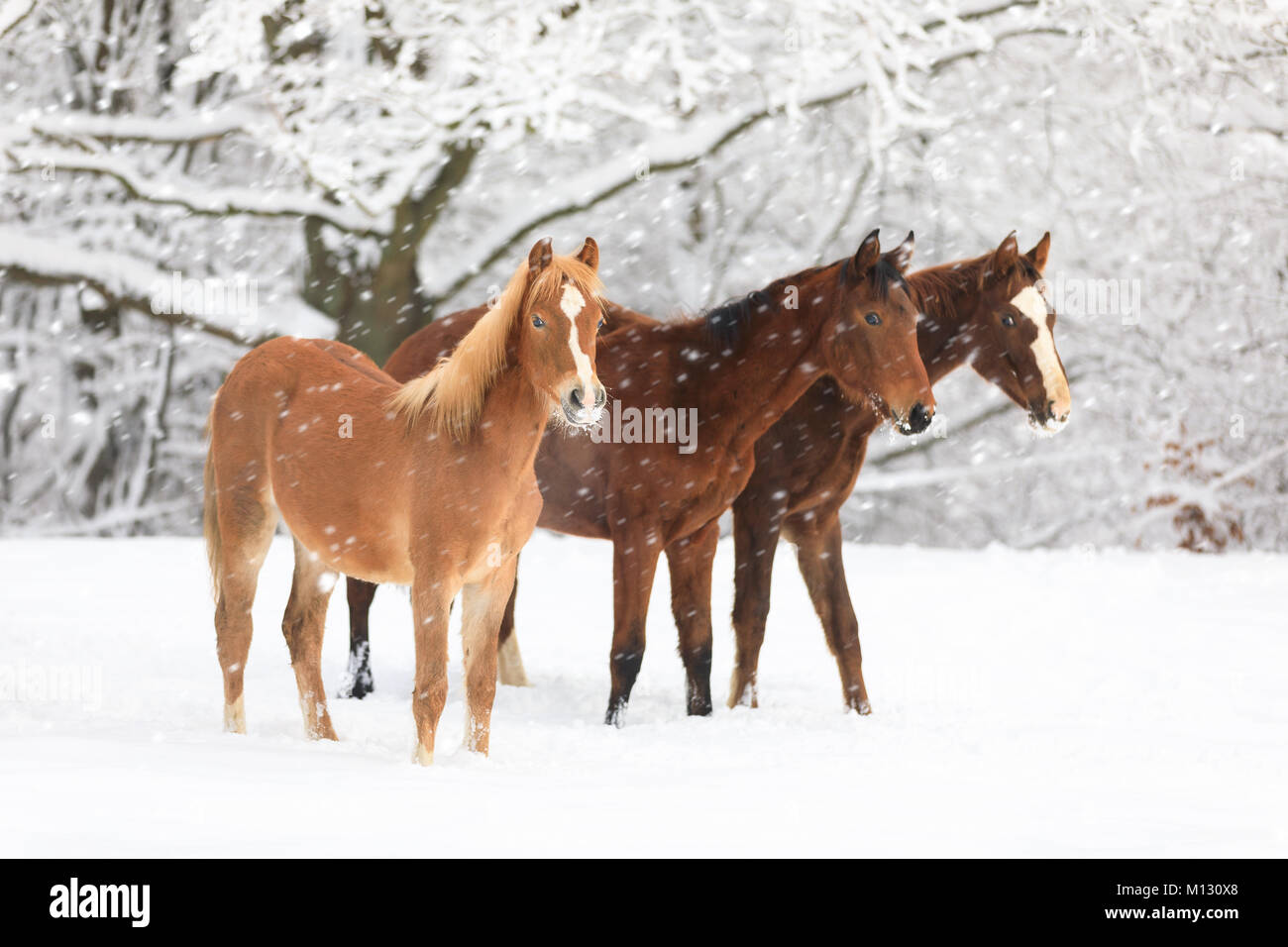Foals snow hi-res stock photography and images - Alamy