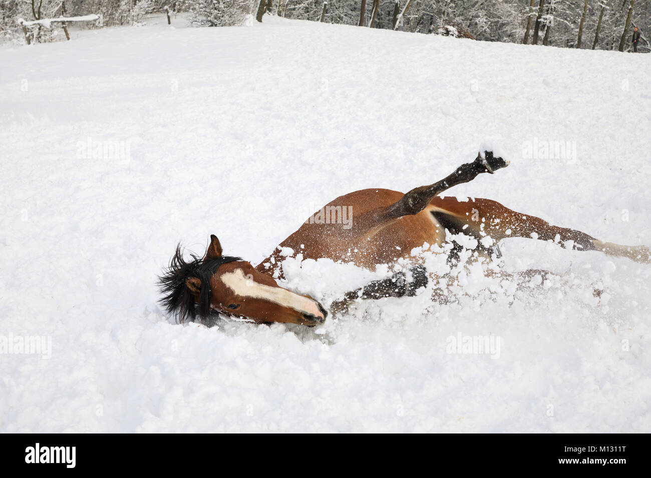 Chestnut horse falling hi-res stock photography and images - Alamy
