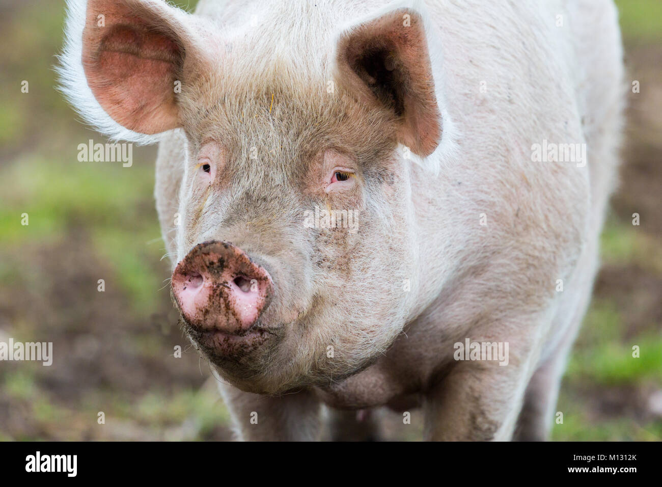 Pig standing hi-res stock photography and images - Alamy
