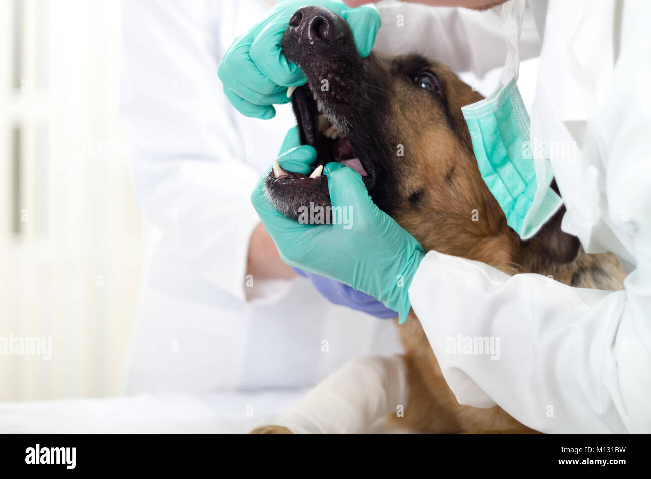 vet checking dental health German Shepherd Stock Photo - Alamy