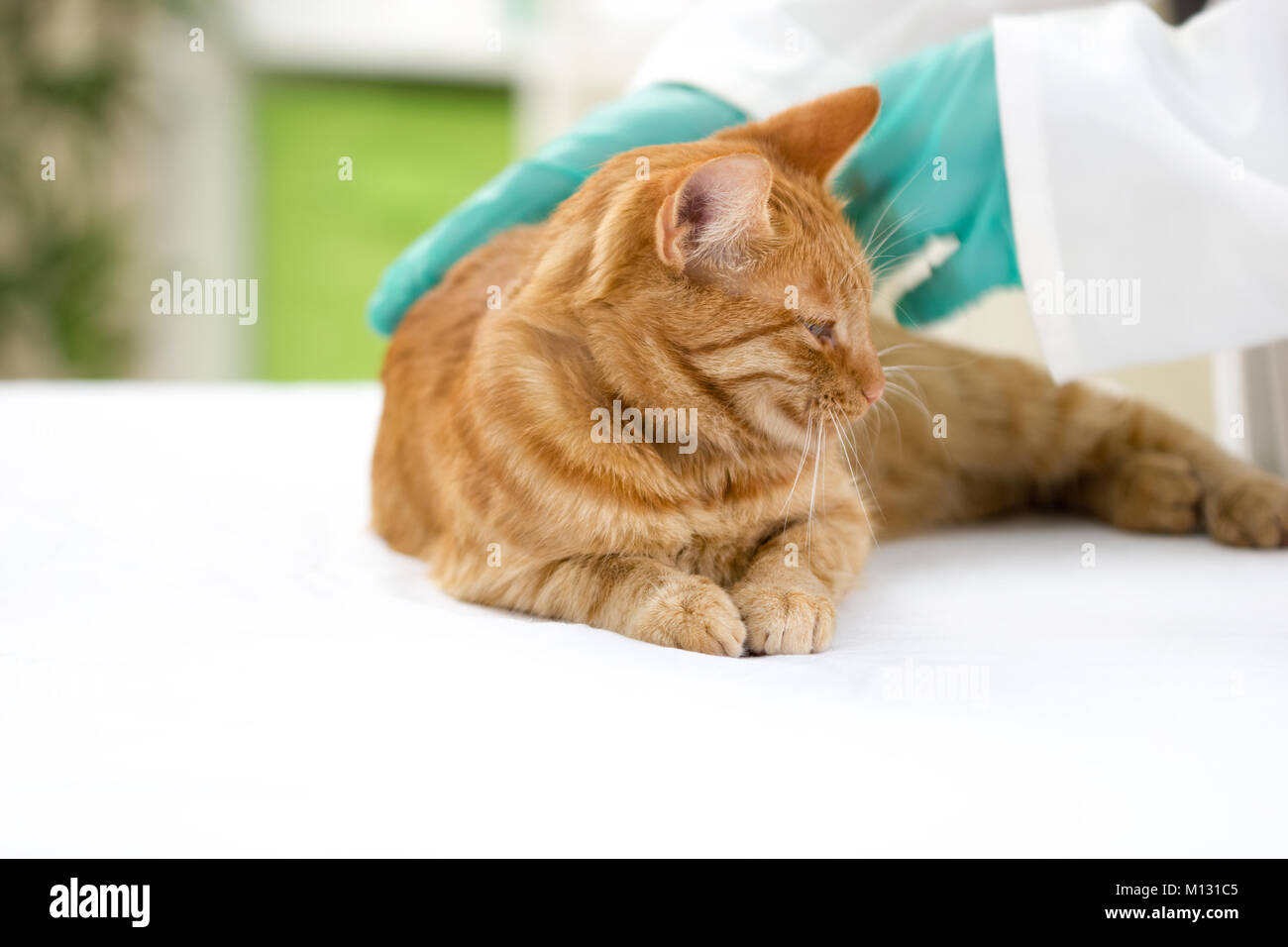 vet checks the health of a cat Stock Photo - Alamy