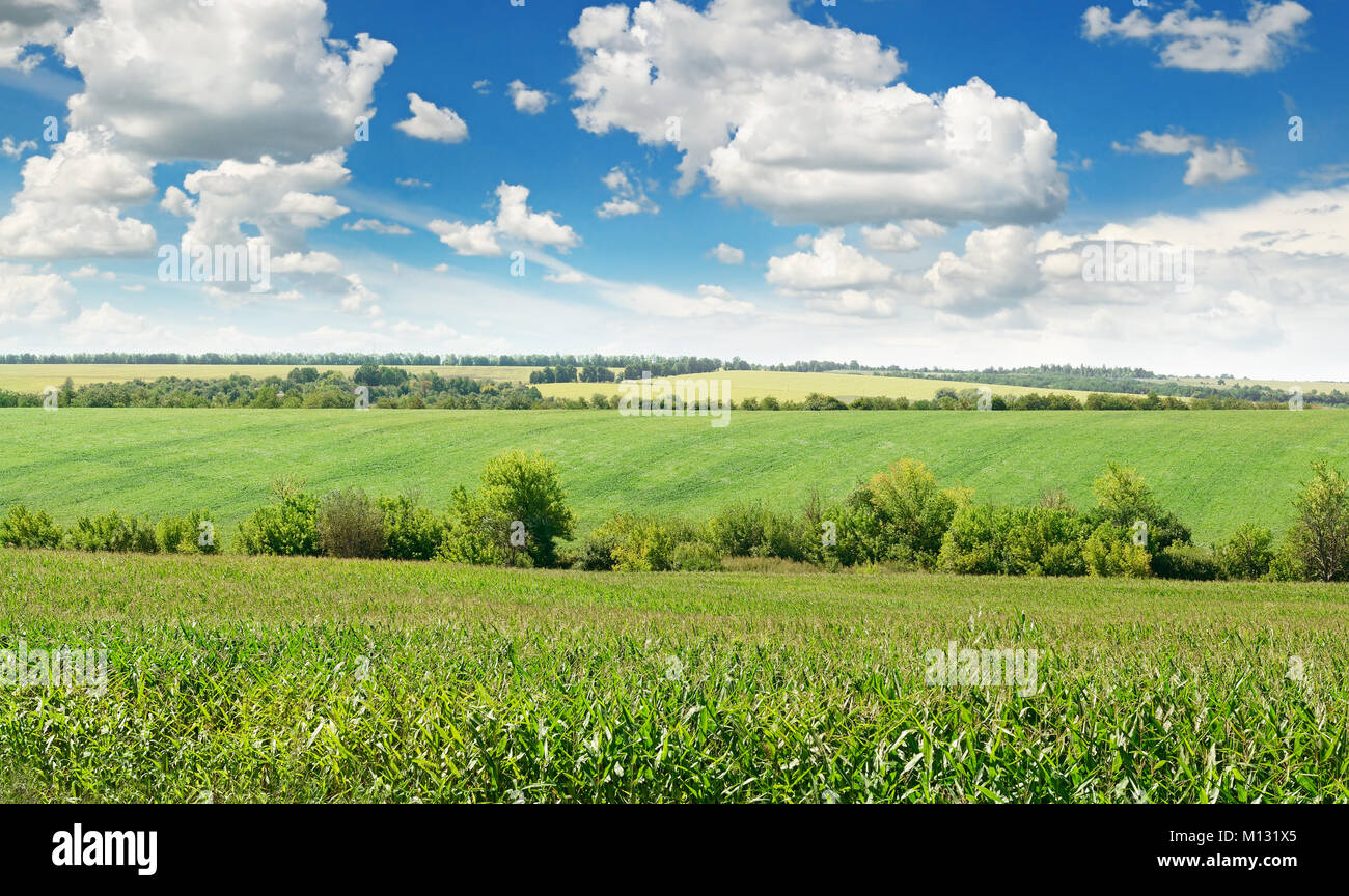 corn field and blue sky Stock Photo - Alamy