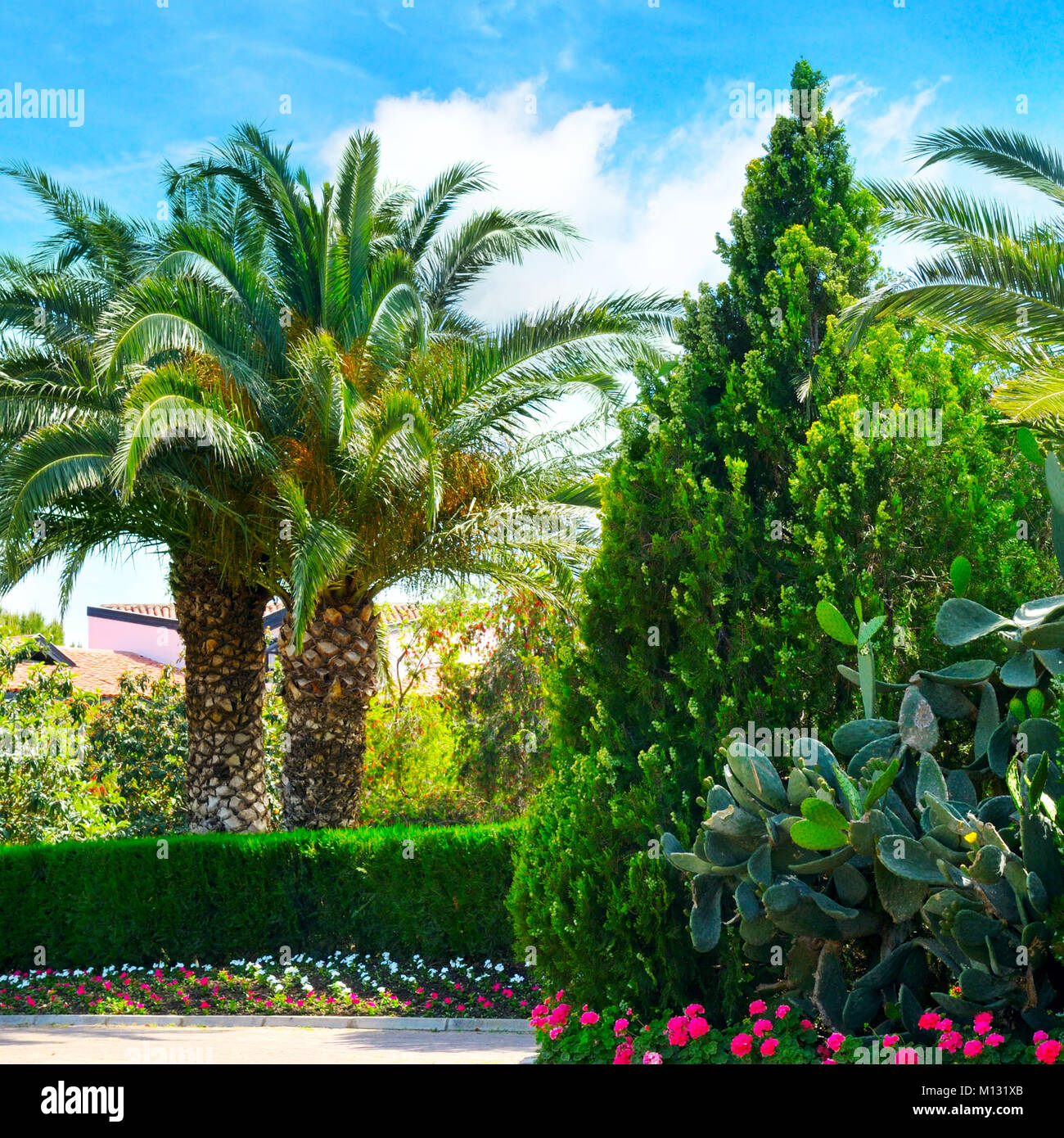 Evergreen palm trees hi-res stock photography and images - Alamy