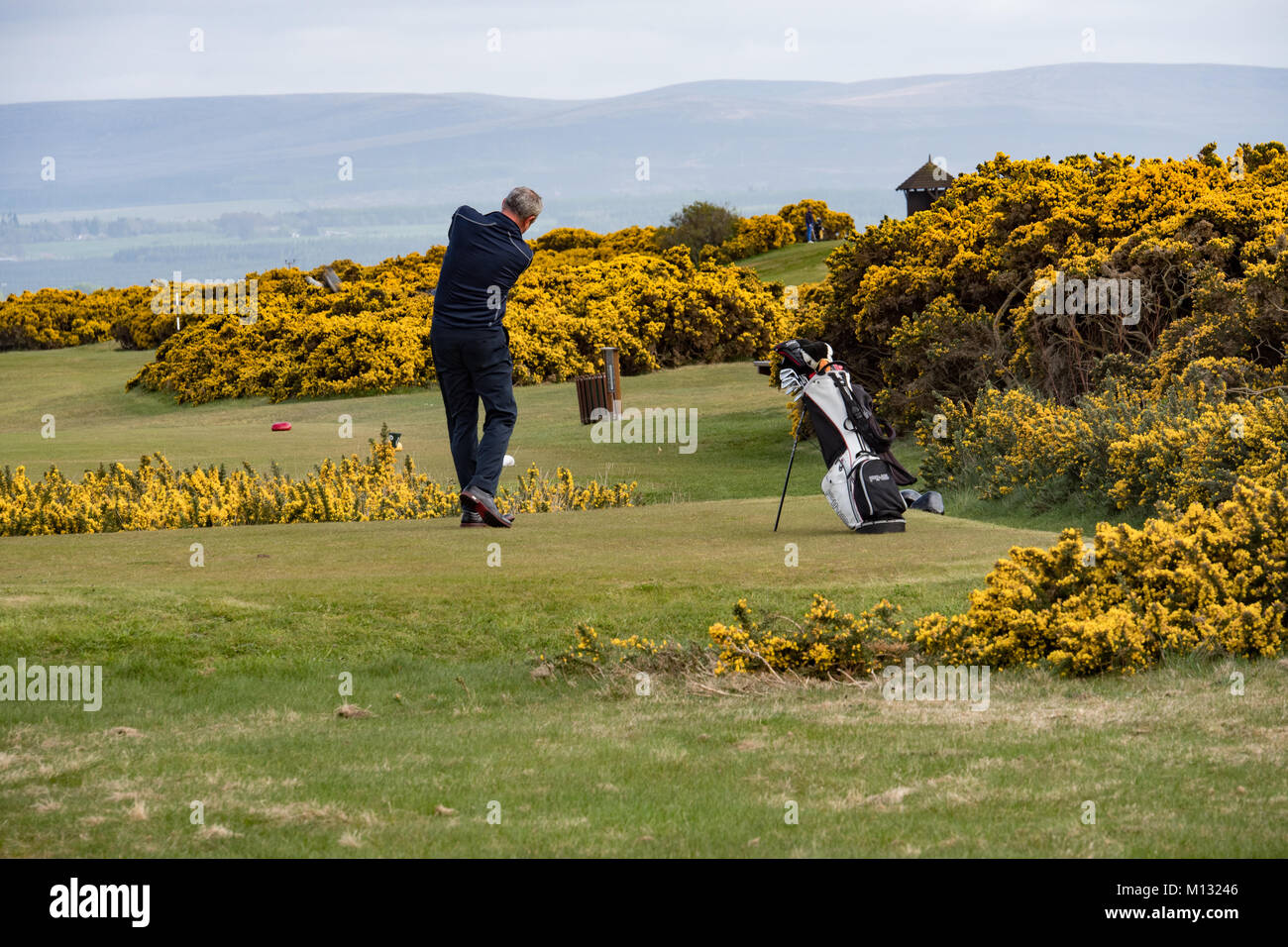 Golfer at Fortrose and Rosemarkie Golf Club, Scotland. UK Stock Photo ...