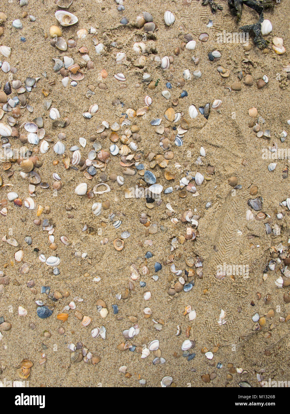 beach covered with shells, background Stock Photo - Alamy
