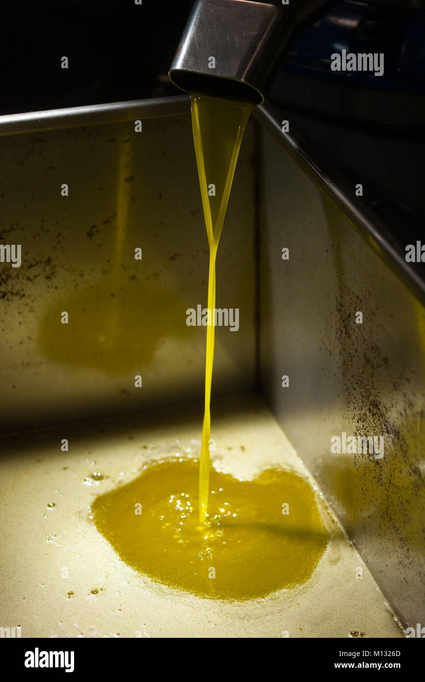 Pure olive oil pour fall of a pipe from the processing in the olive ...