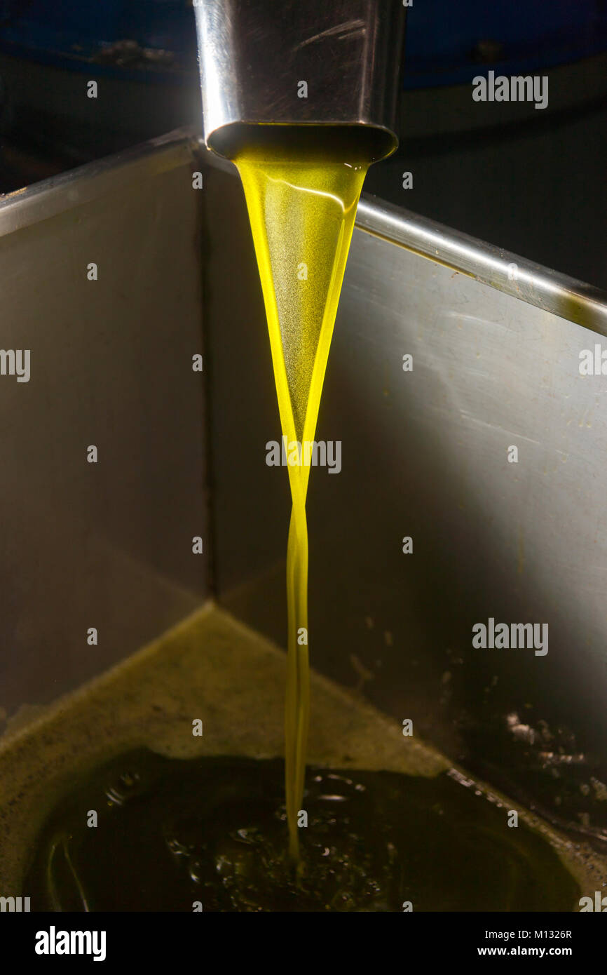 Pure olive oil pour fall of a pipe from the processing in the olive ...