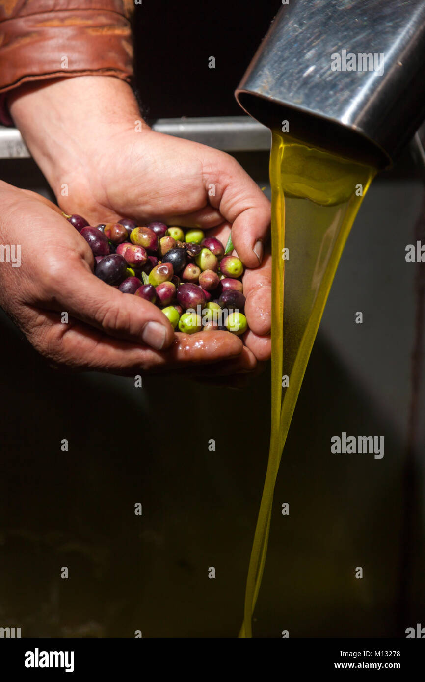 Hands with olives and olive oil pouring from a pipe Stock Photo - Alamy