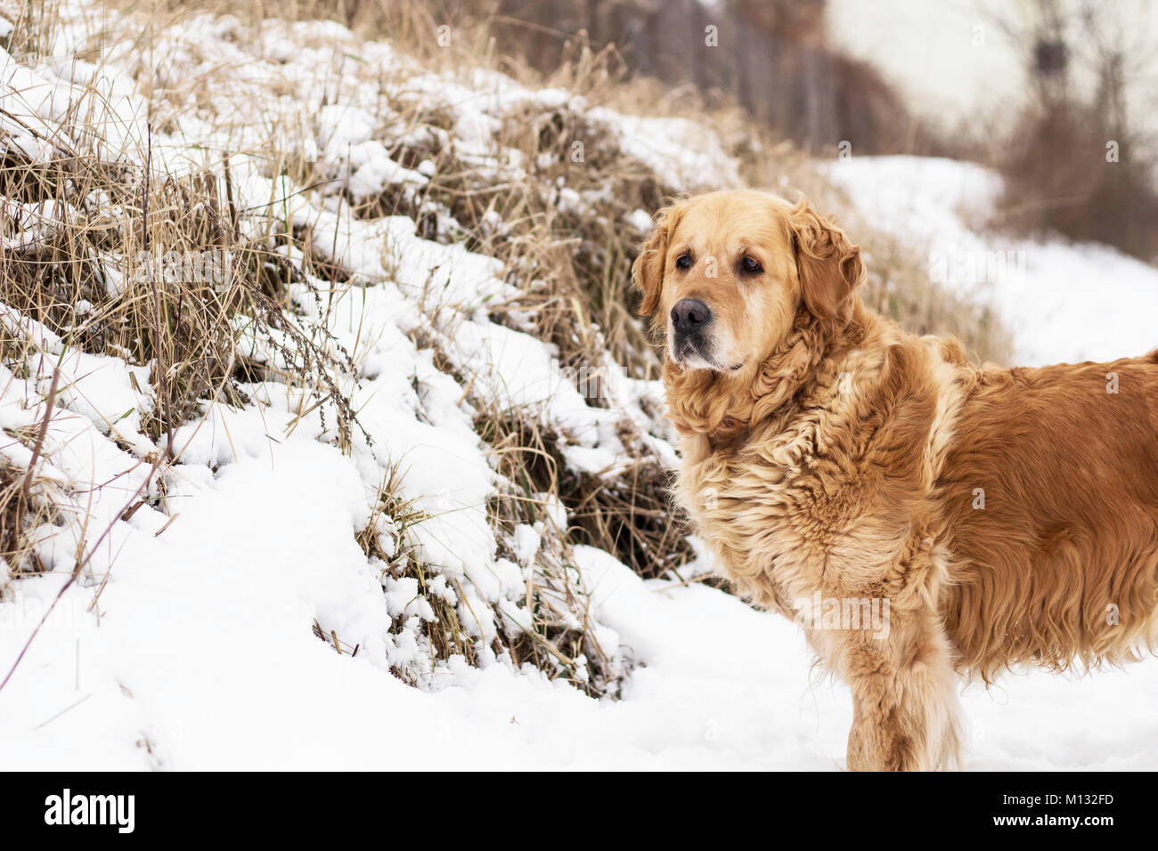 Golden and retriever hi-res stock photography and images - Alamy