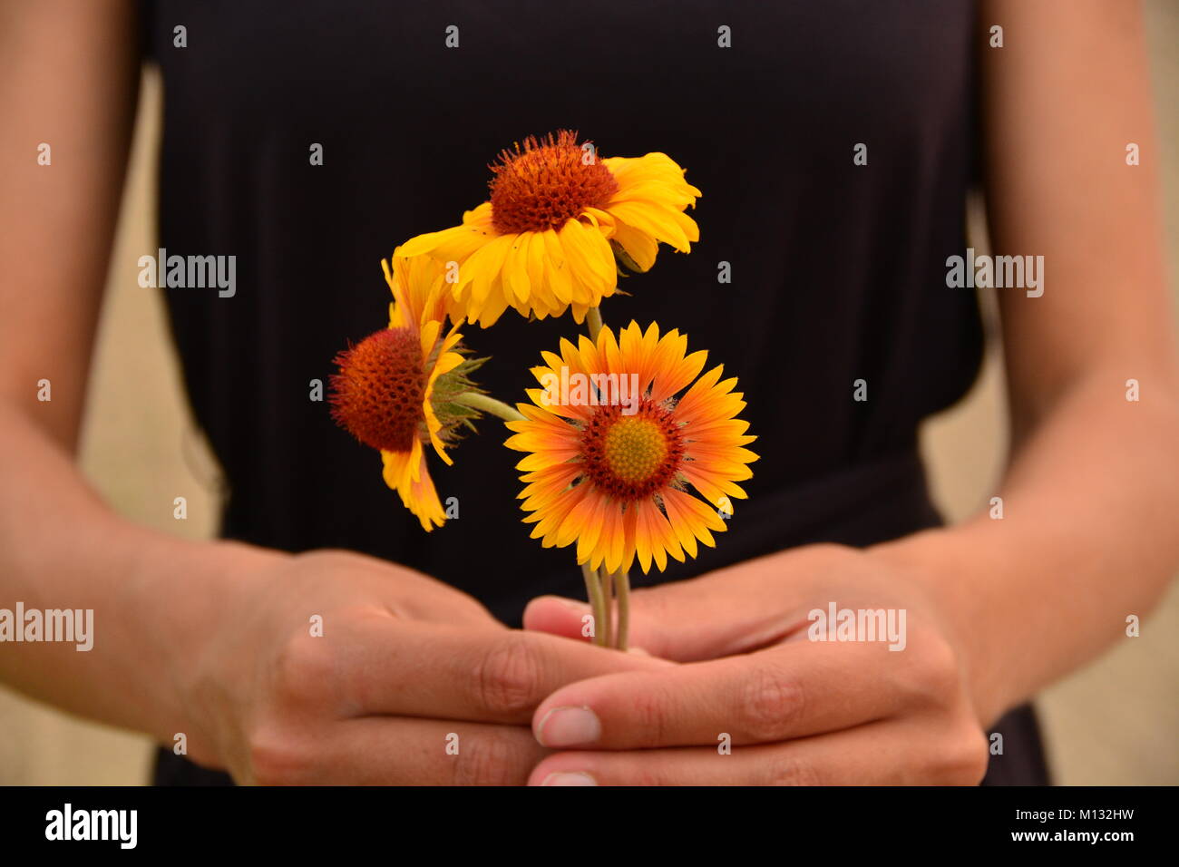 Hands presenting plant hi-res stock photography and images - Alamy