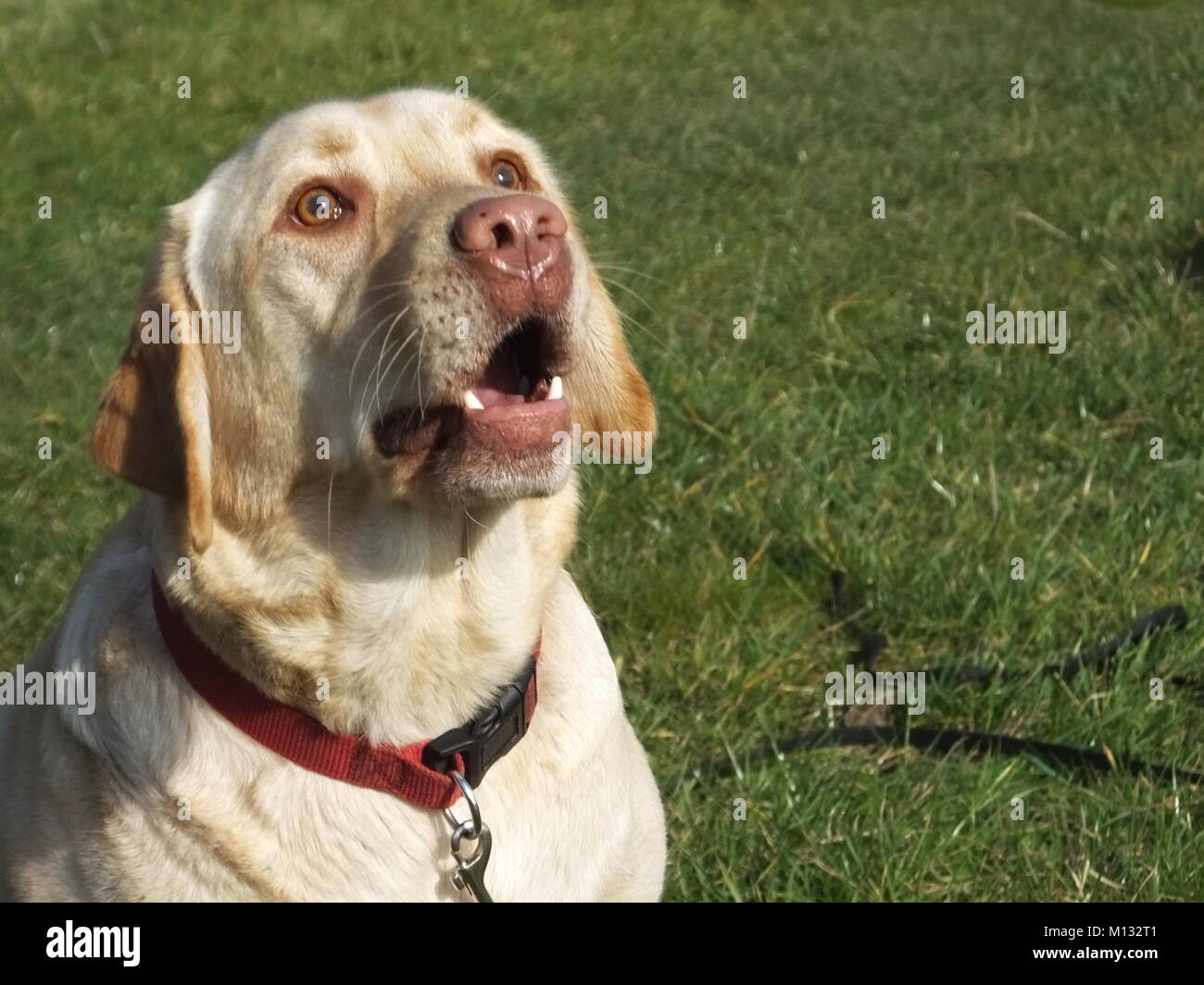 Beautiful Yellow Labrador waiting and catching a tennis ball set of ...