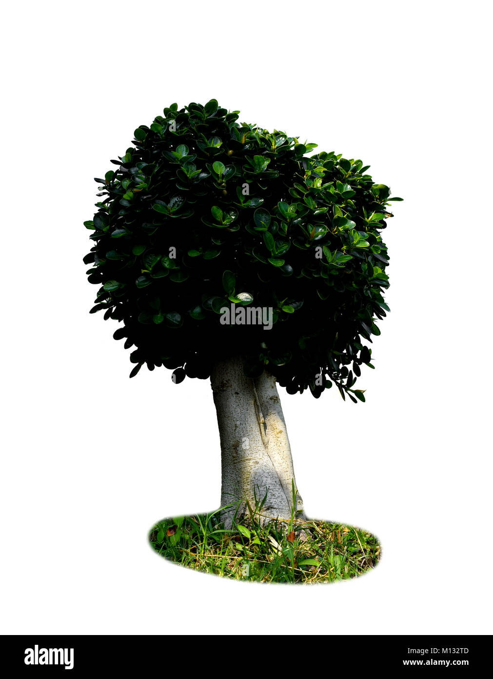 Banyan tree photo Cut Out Stock Images & Pictures - Alamy
