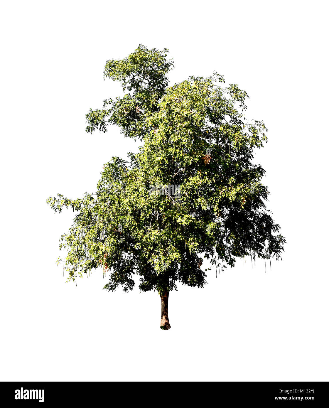 Indian Laburnum tree growing up in the rice field isolated on white ...