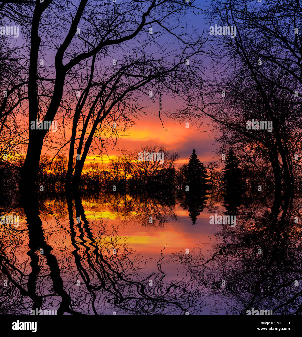 Abstract trees in water on sunset sky background Stock Photo - Alamy