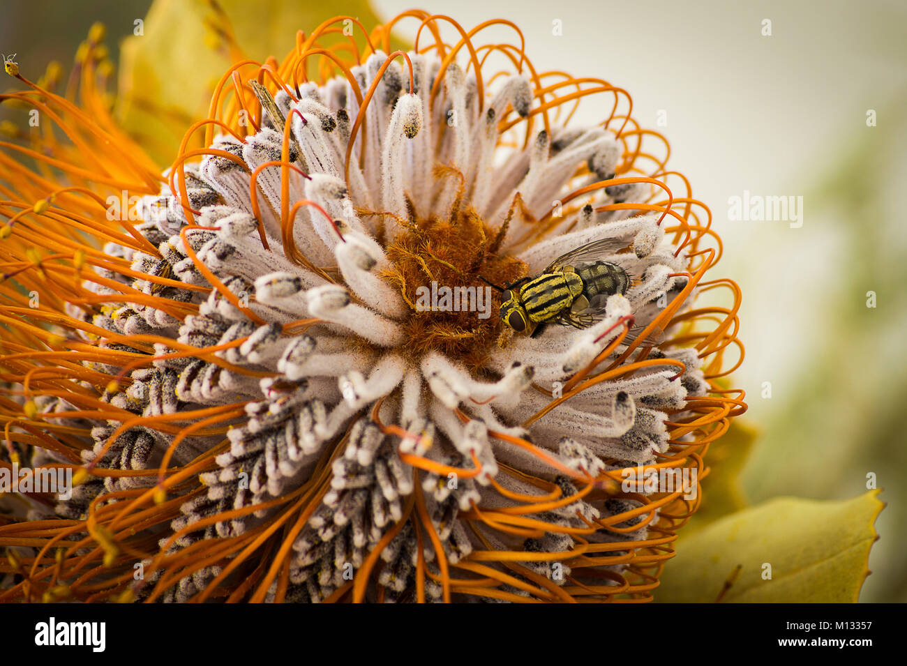 Close up photos flies hi-res stock photography and images - Alamy