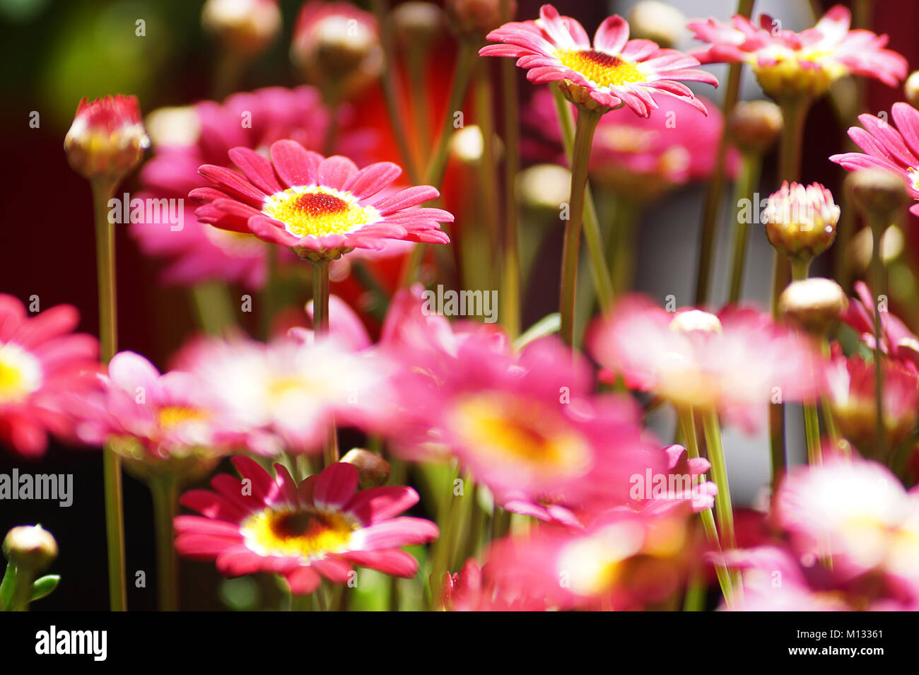 Beautiful close ups spring hi-res stock photography and images - Alamy