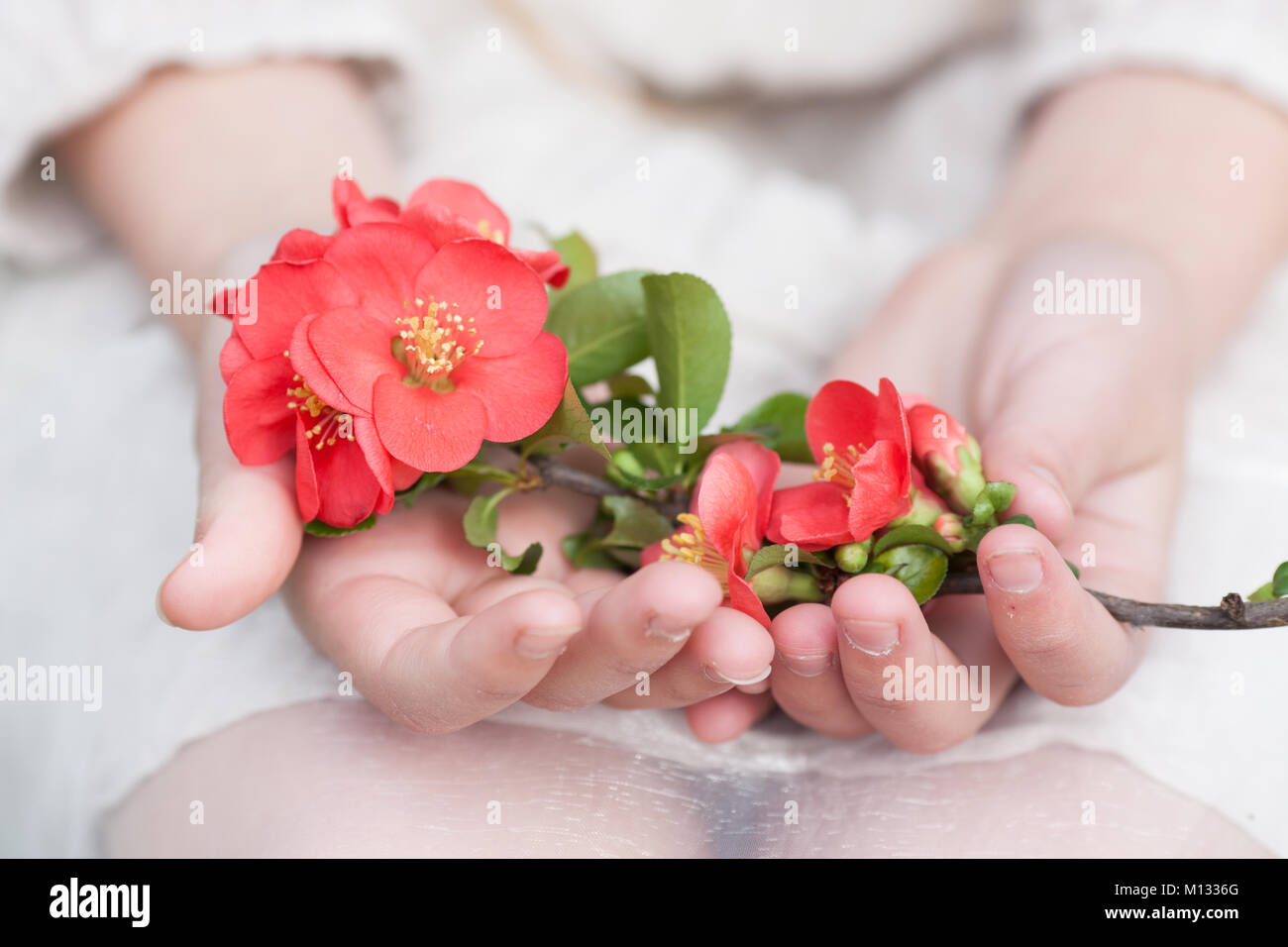 spring - flowers in the hands of a girl Stock Photo - Alamy