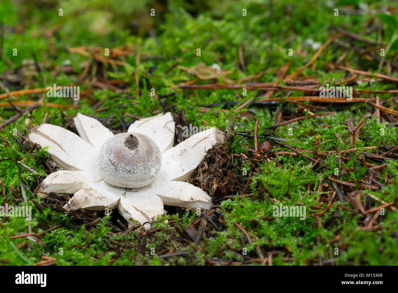 Beaked earth-star fungus Stock Photo - Alamy