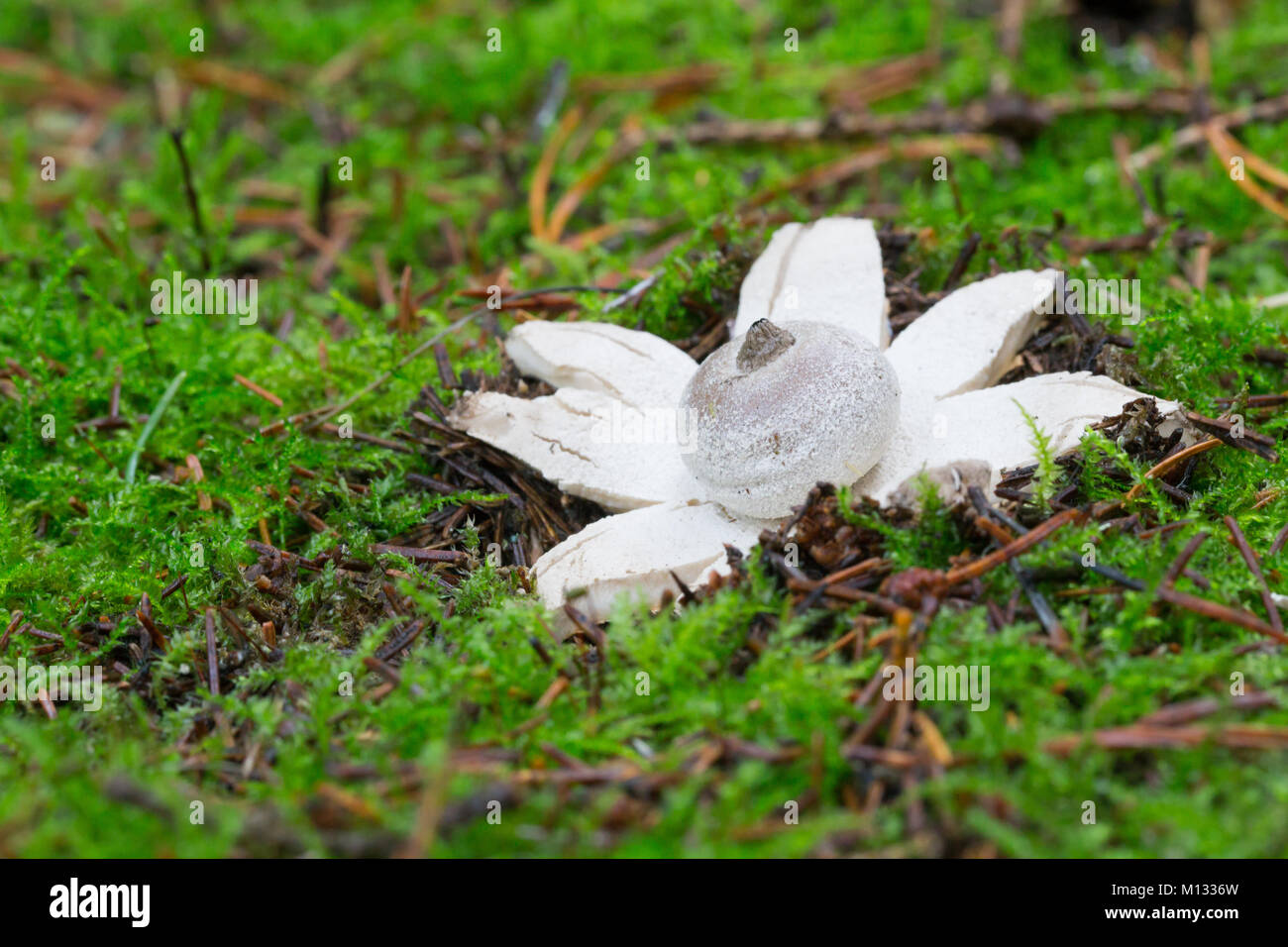 Beaked earth-star fungus Stock Photo - Alamy