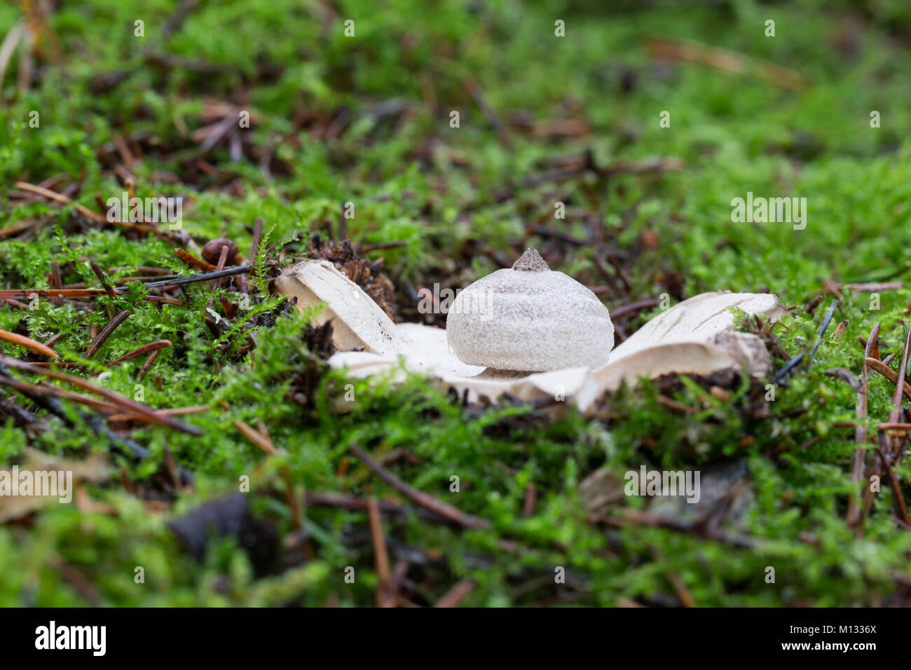 Beaked earth-star fungus Stock Photo - Alamy
