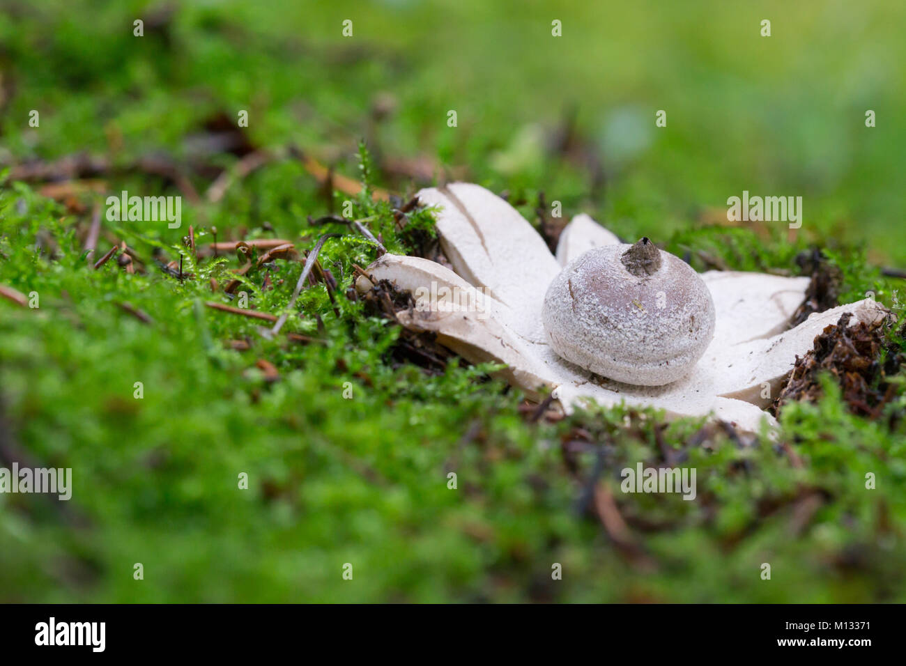 Pectinatum earth star hi-res stock photography and images - Alamy