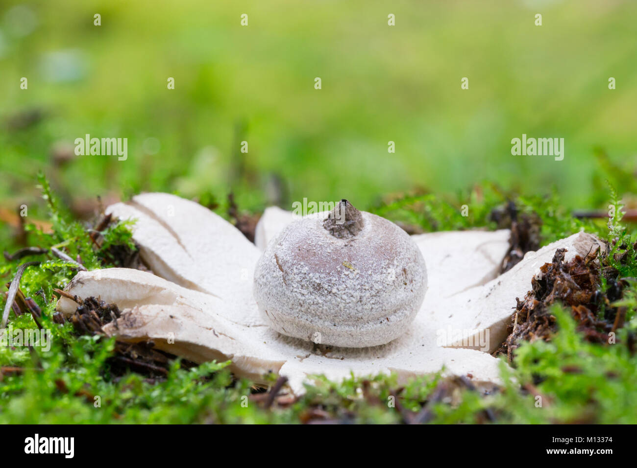 Beaked earth-star fungus Stock Photo - Alamy