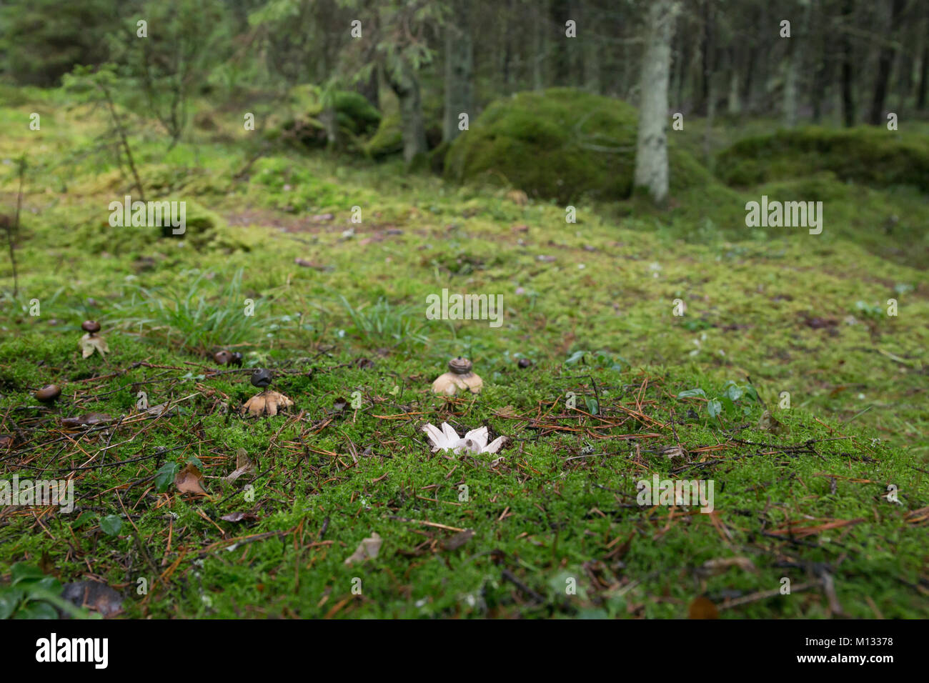 Beaked earth-star fungus Stock Photo - Alamy