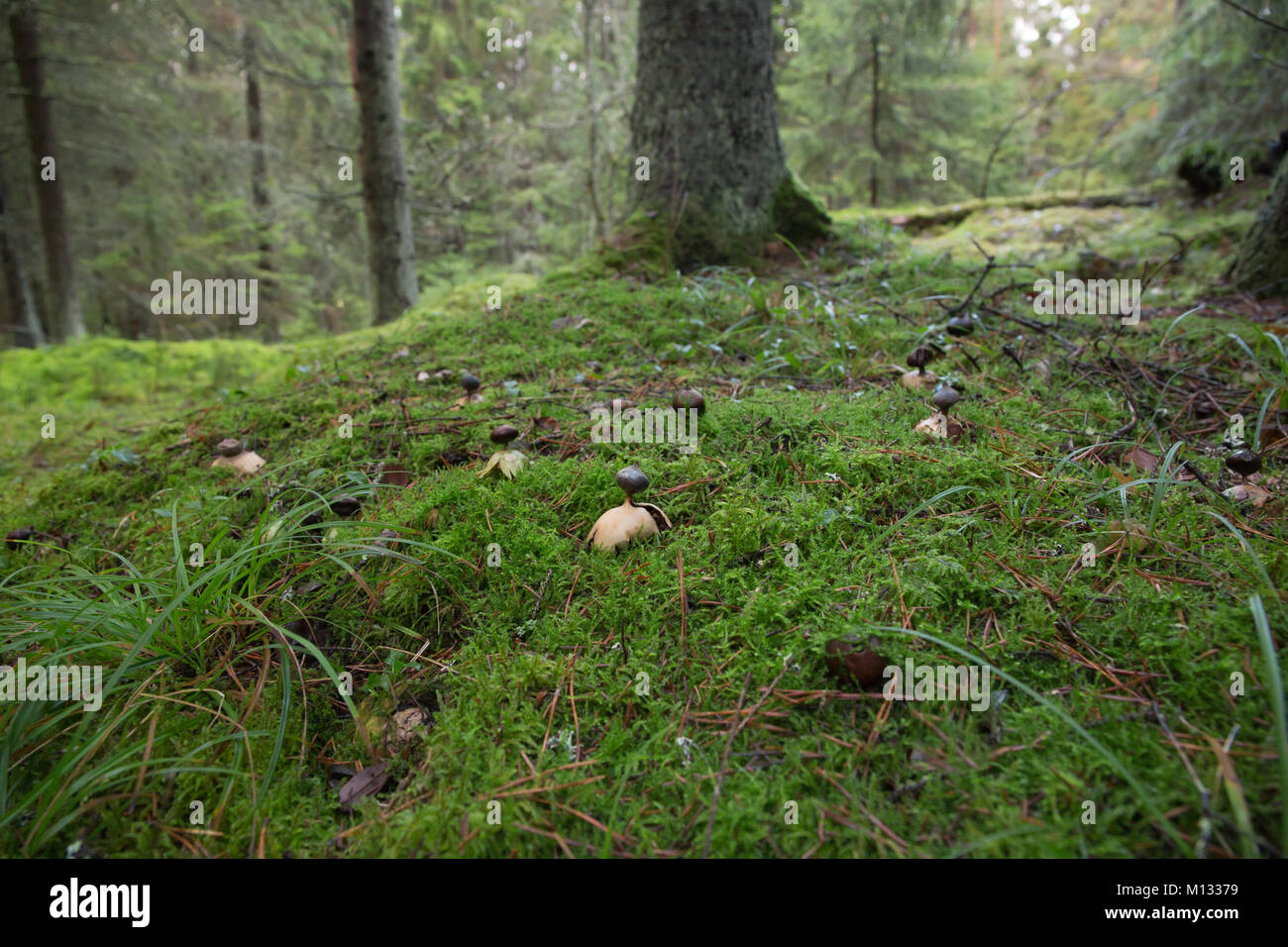 Beaked earth-star fungus Stock Photo - Alamy