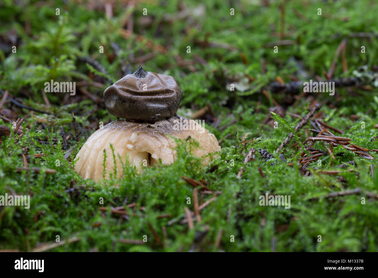Beaked earth-star fungus Stock Photo - Alamy