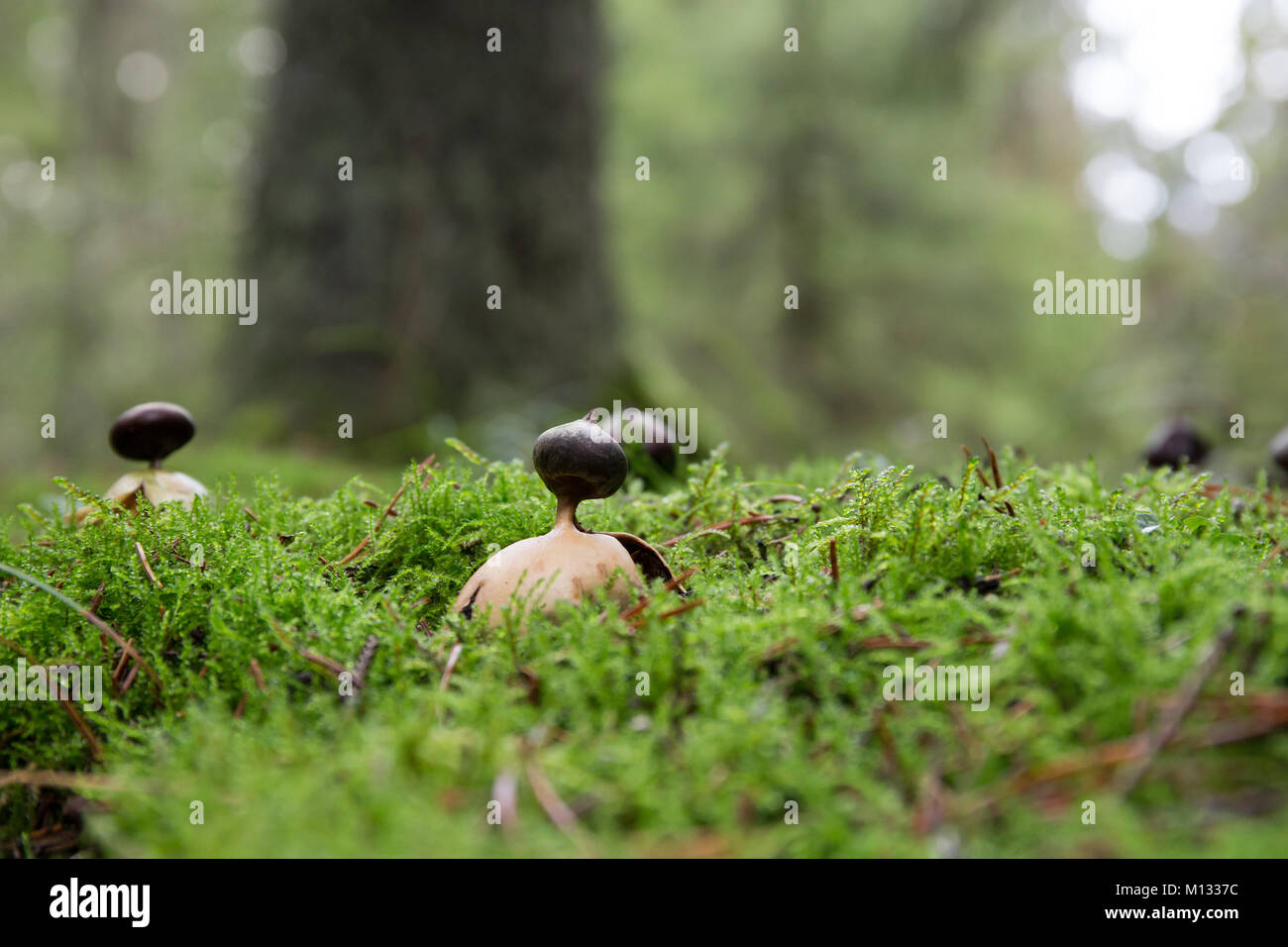 Beaked earth-star fungus Stock Photo - Alamy