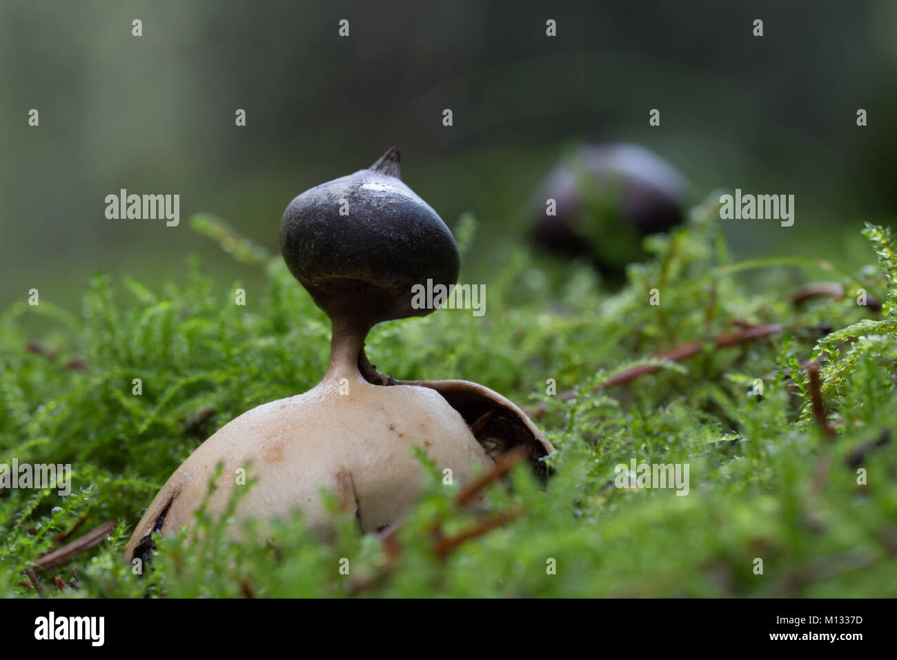 Geaster fungi hi-res stock photography and images - Alamy