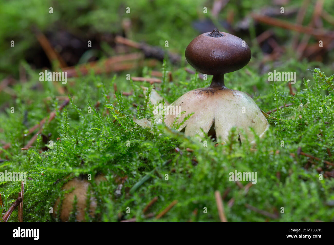 Beaked earth-star fungus Stock Photo - Alamy