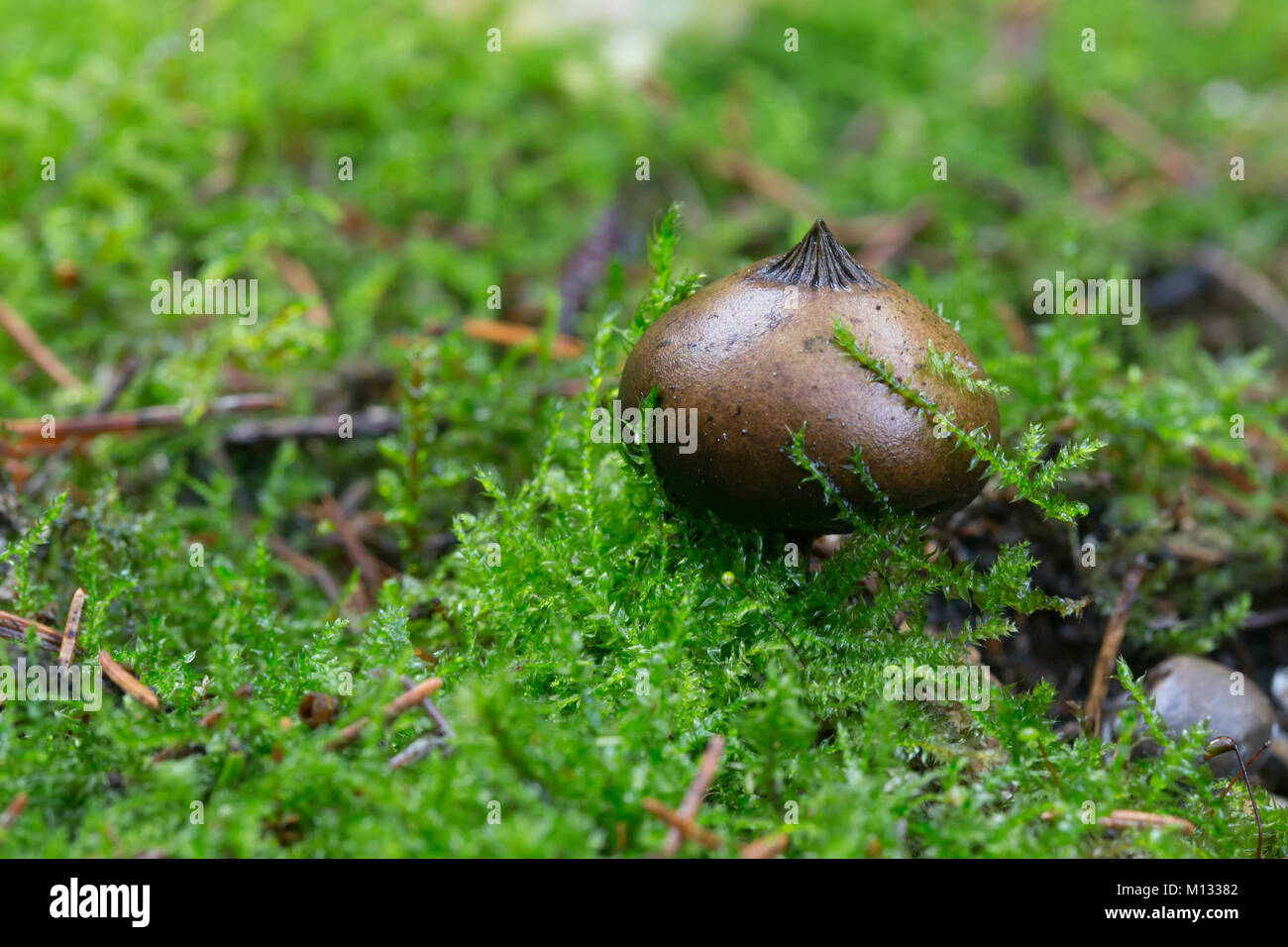 Beaked earth-star fungus Stock Photo - Alamy