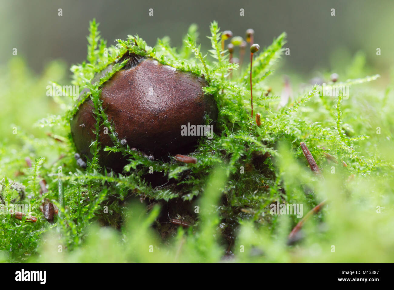 Beaked earth-star fungus Stock Photo - Alamy