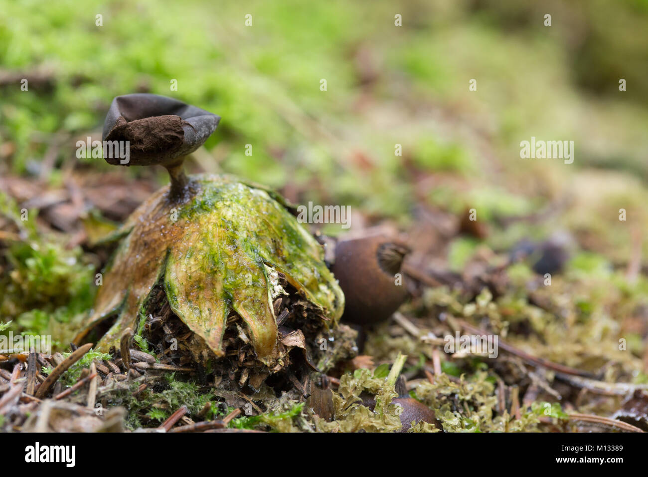 Beaked earth-star fungus Stock Photo - Alamy