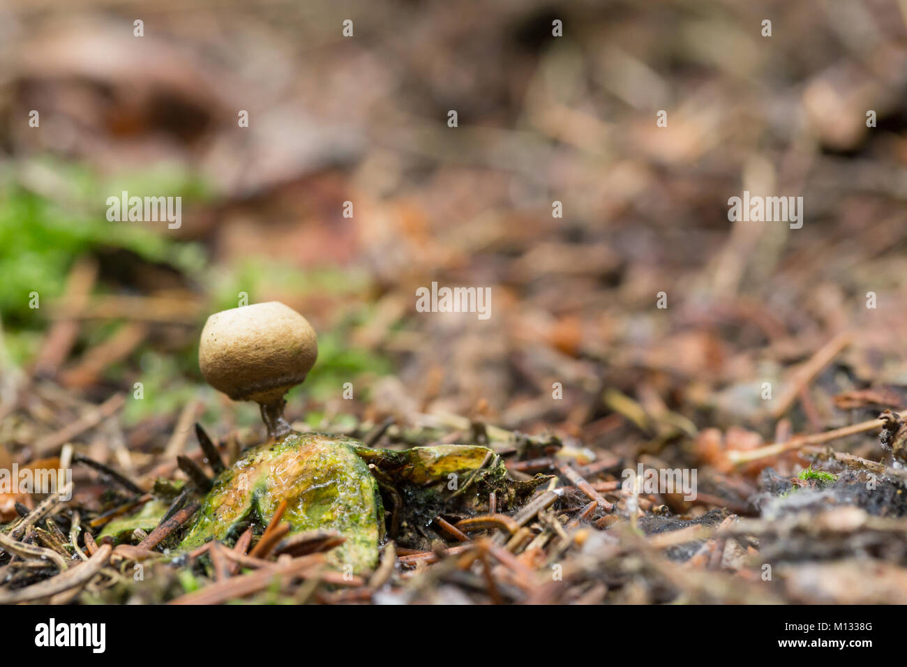 Beaked earth-star fungus Stock Photo - Alamy