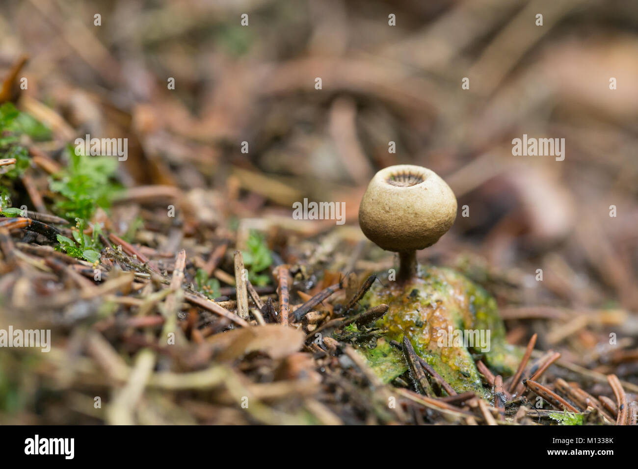 Beaked earthstar hi-res stock photography and images - Alamy
