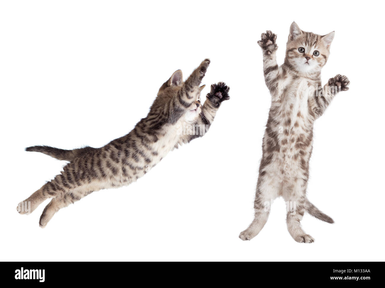 jumping cat set isolated on white Stock Photo - Alamy