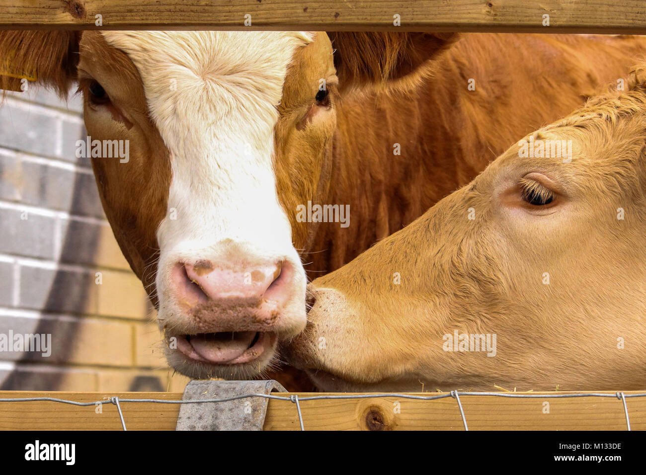 Cows kissing - Two cows in a paddock. White cow looking like it's ...