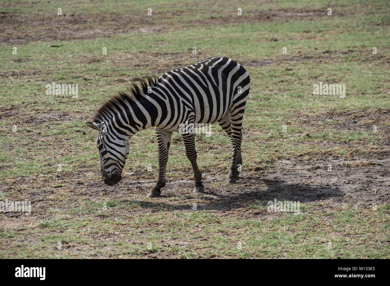 Worlds Largest Mammal Migration High Resolution Stock Photography and ...