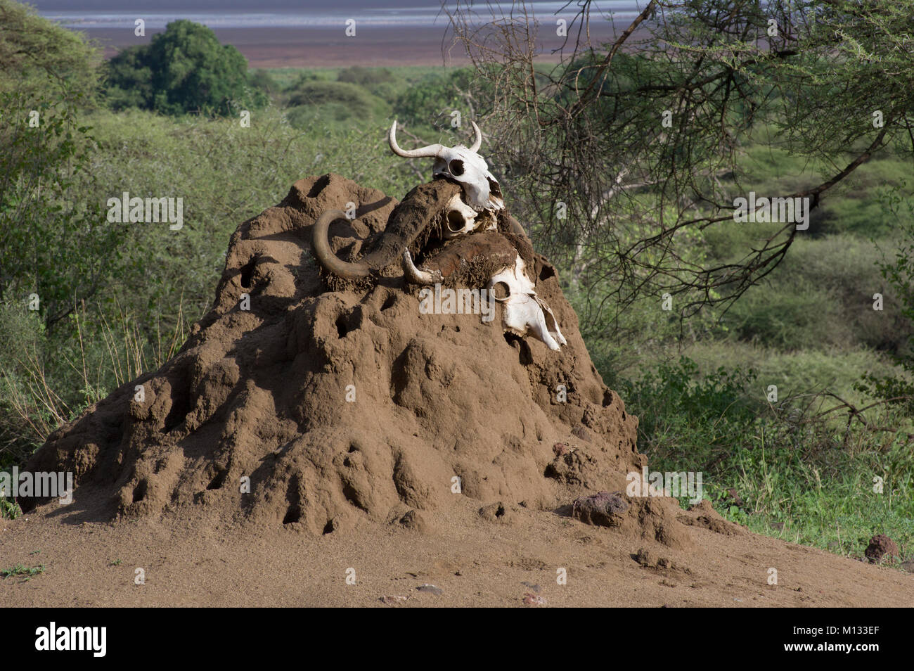 Mound of buffalo bones hi-res stock photography and images - Alamy