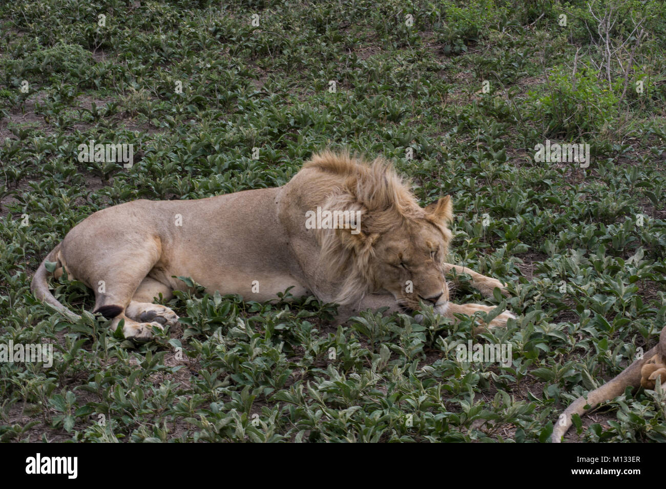 Male lion, King of the jungle, sleeping peacefully in the Serengetti in ...