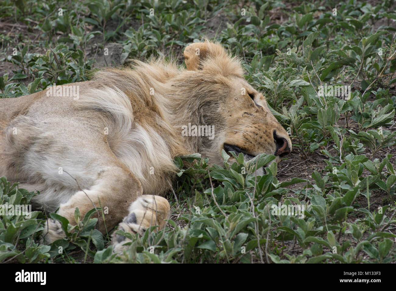 Male lion, King of the jungle, sleeping peacefully in the Serengetti in ...