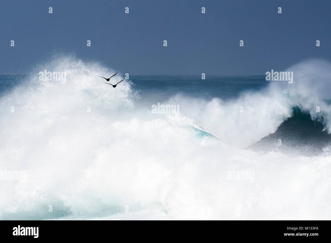 Two Cape Cormorant (Phalacrocorax capensis) flying between high waves ...