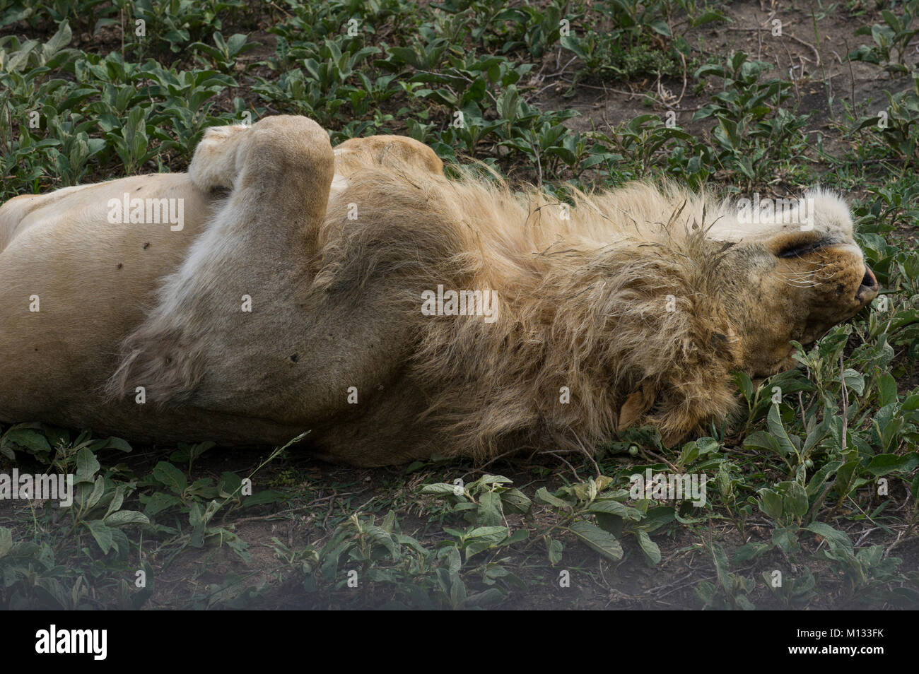 Male lion, King of the jungle, sleeping peacefully in the Serengetti in ...