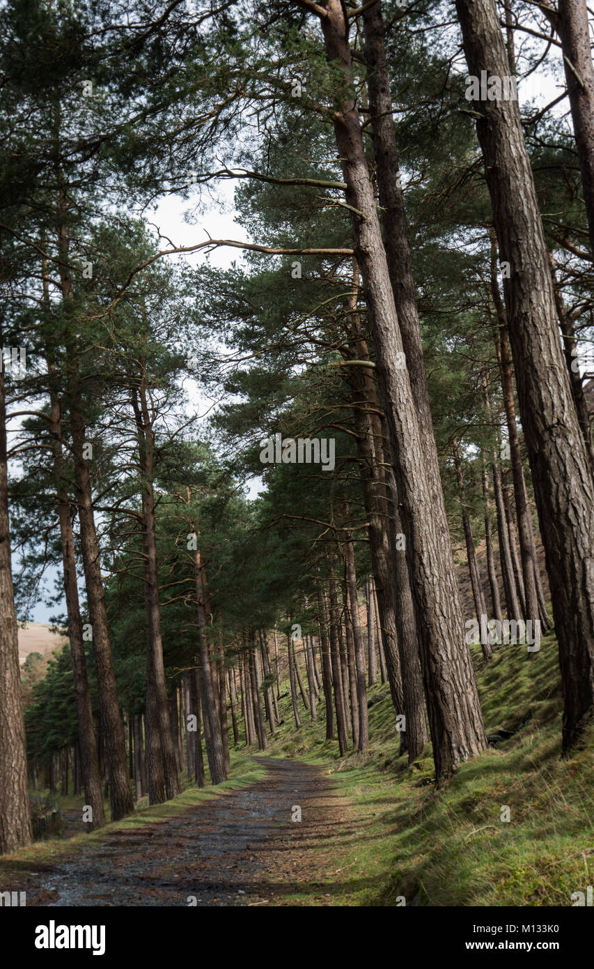 Pine trees in Elan Valley, Wales, UK Stock Photo - Alamy