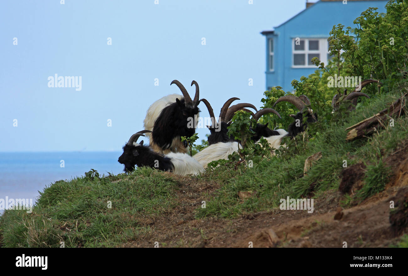 Goats on Cliff By the Sea - Herd of goats grazing on the grassy cliffs ...